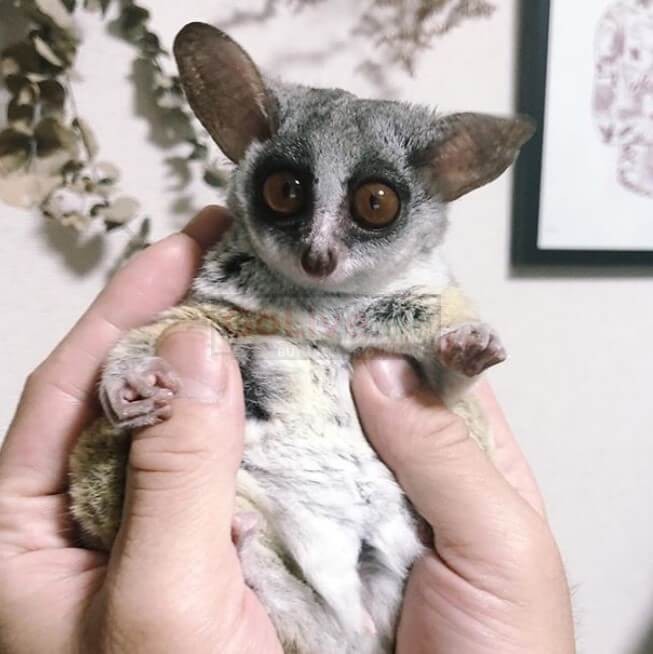 Bush-Baby – UAE Classifieds